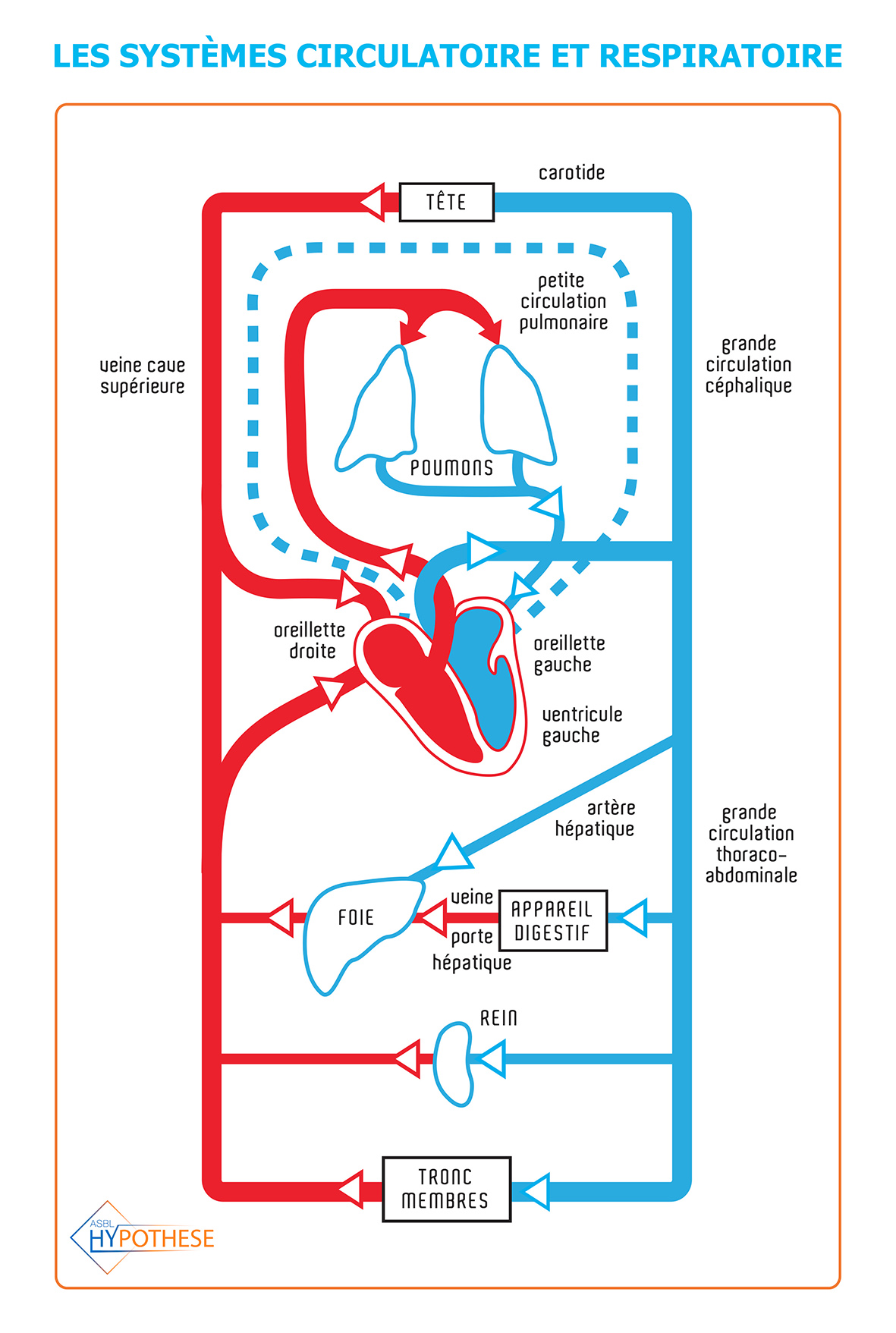 Mag 8 – Notions théoriques : Systèmes respiratoire et circulatoire ...