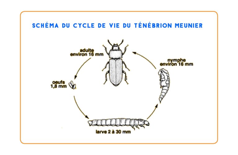 Mag 6 – Schémas de cycles de vie – Sciences en cadence